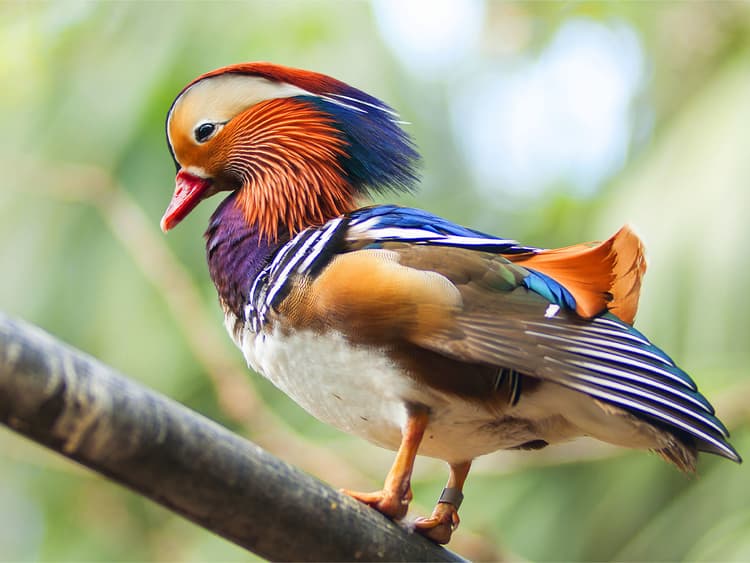molting in birds | Birdfact