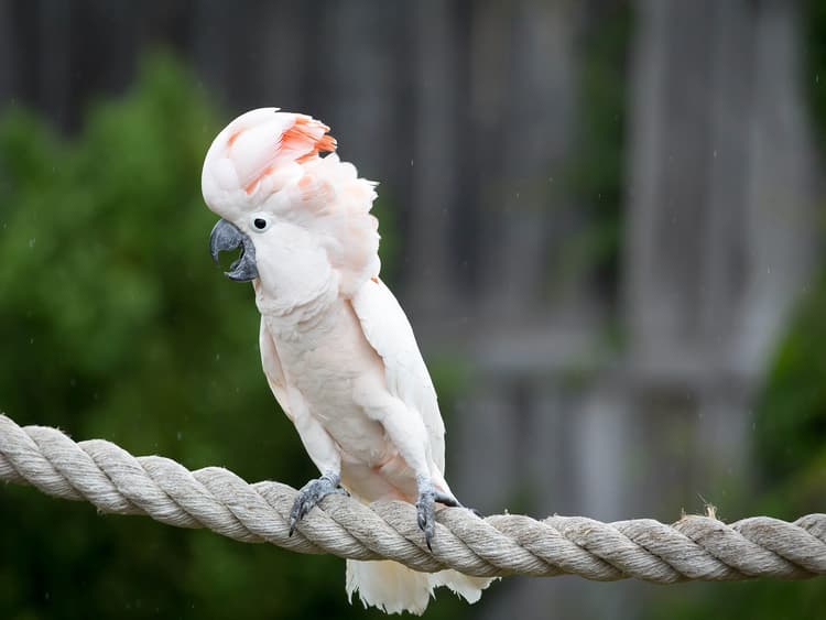 How Long Do Cockatoos Live? (All You Need To Know) | Birdfact