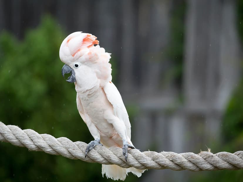 How Long Do Cockatoos Live? (All You Need To Know) | Birdfact