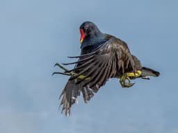 Moorhen | Birdfact