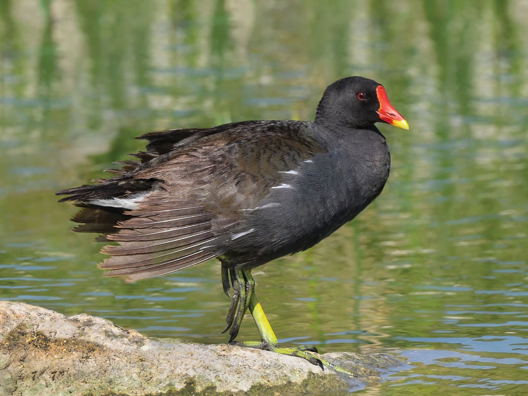 Moorhen | Birdfact