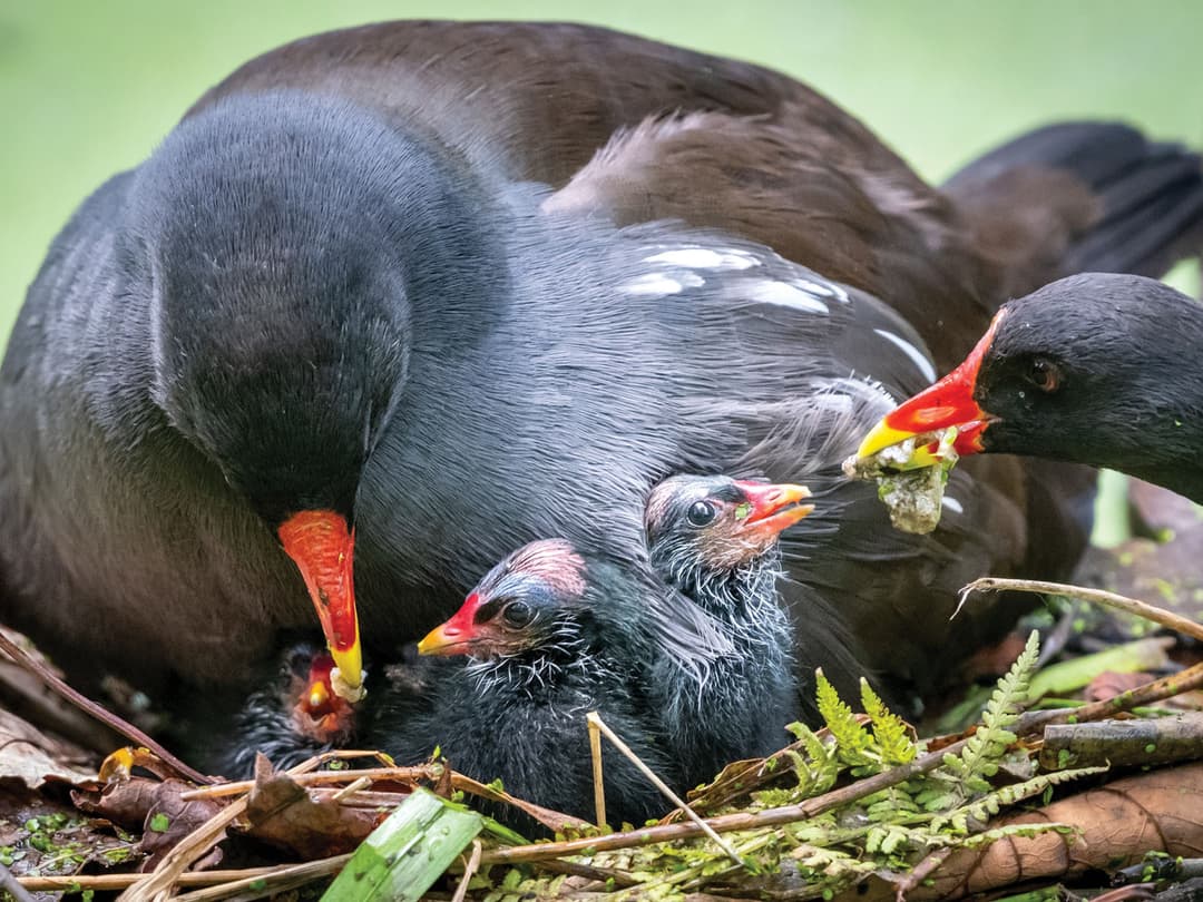 Moorhen | Birdfact