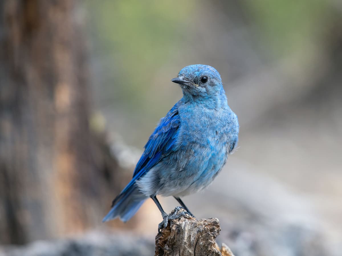 Mountain Bluebird | Birdfact