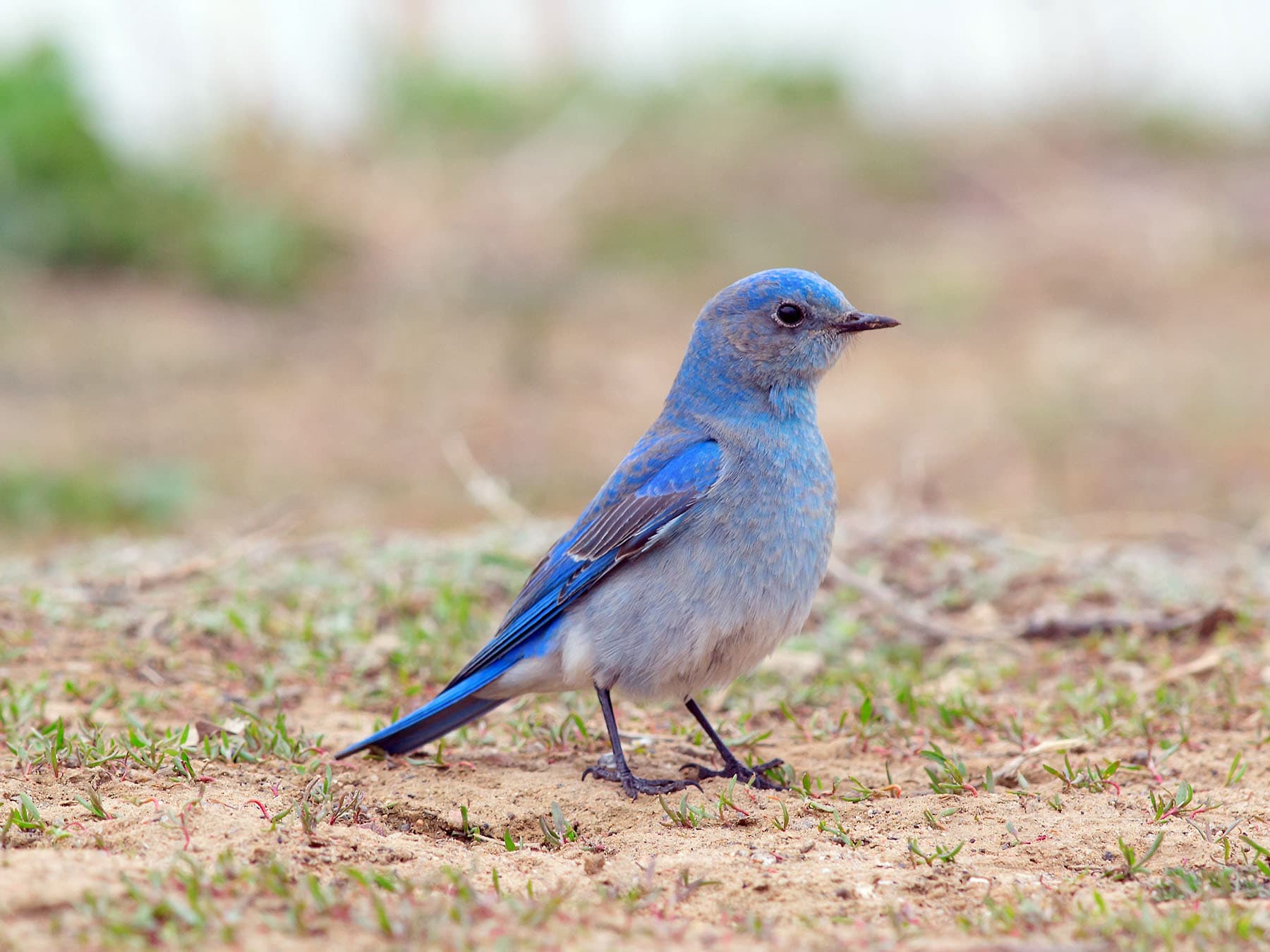 Mountain Bluebird | Birdfact