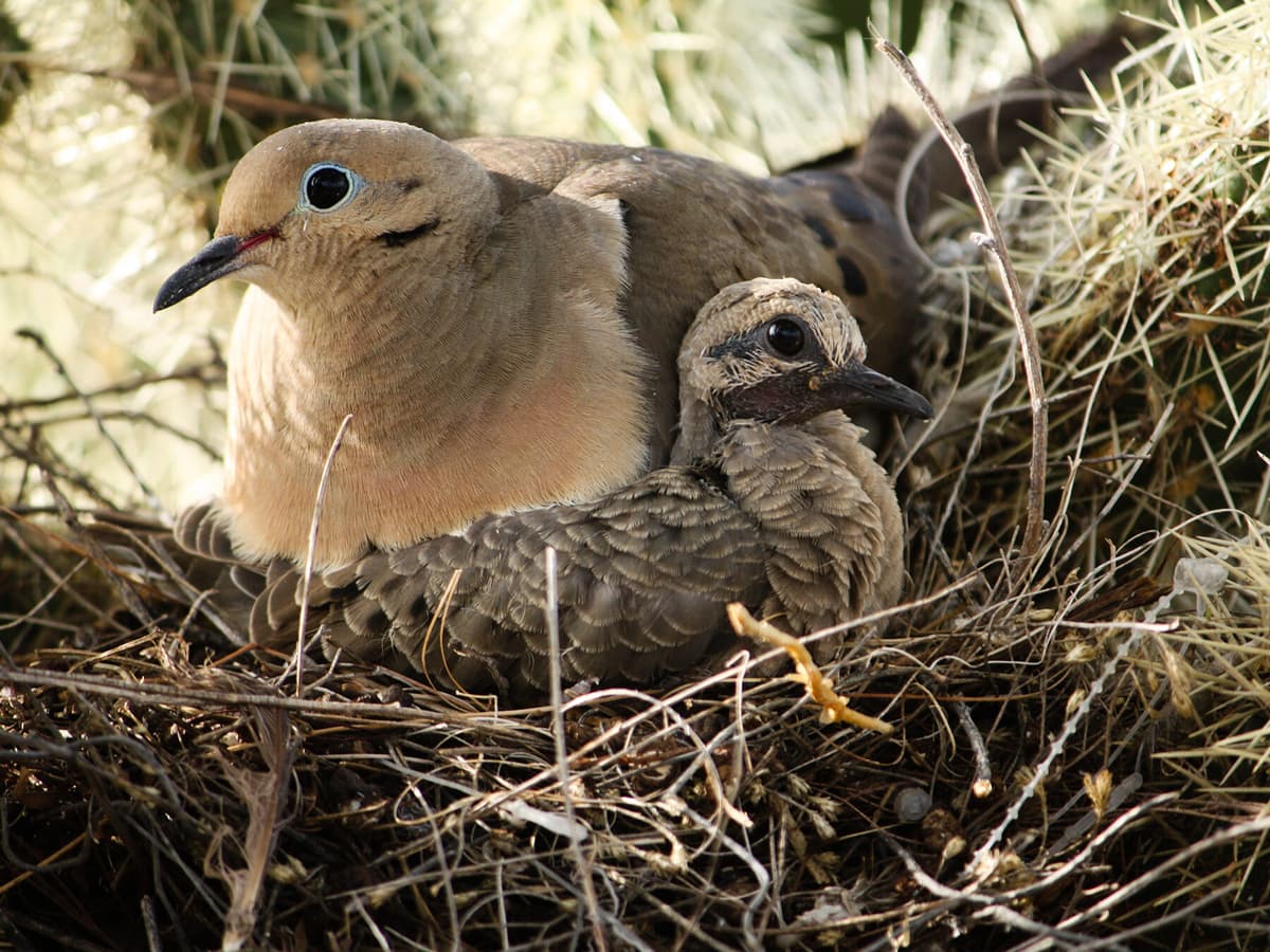 Mourning Dove Nesting (Behavior, Eggs, Location + FAQs) | Birdfact