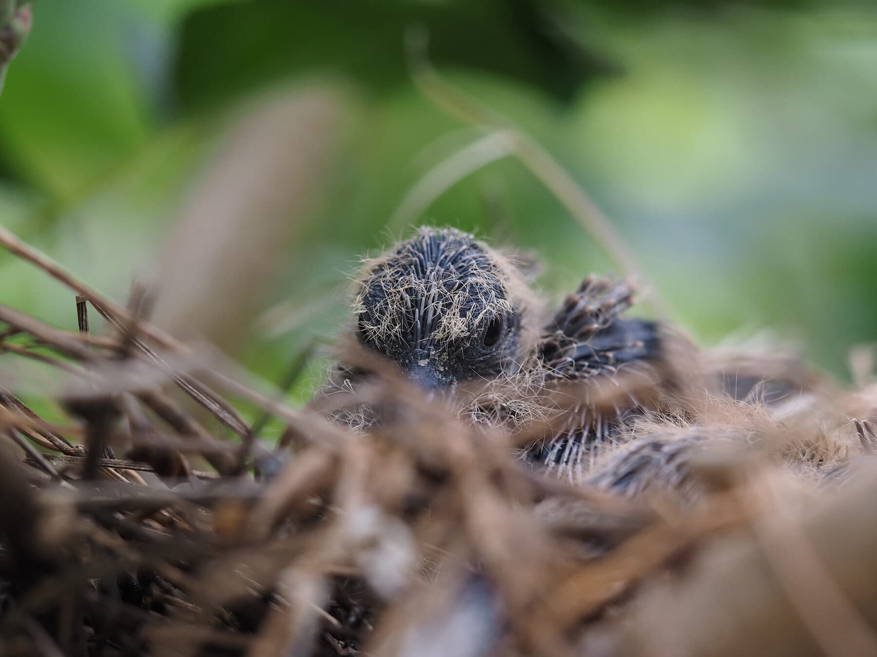 Baby Mourning Doves: All You Need To Know (with Pictures) | Birdfact
