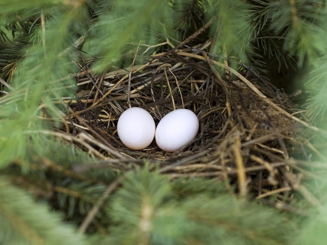Baby Mourning Doves: All You Need To Know (with Pictures) | Birdfact