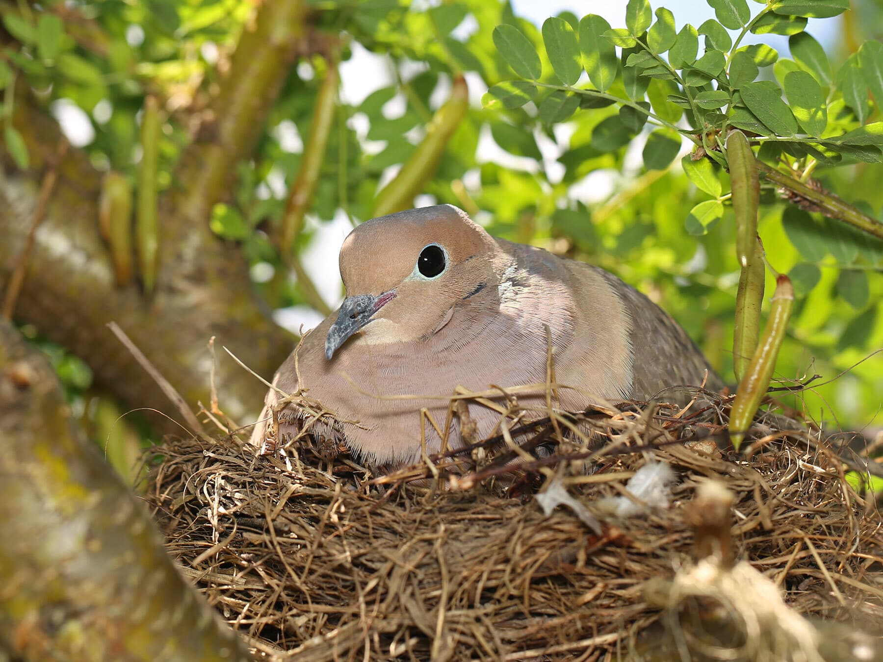 Mourning Dove Nesting (Behavior, Eggs, Location + FAQs) | Birdfact