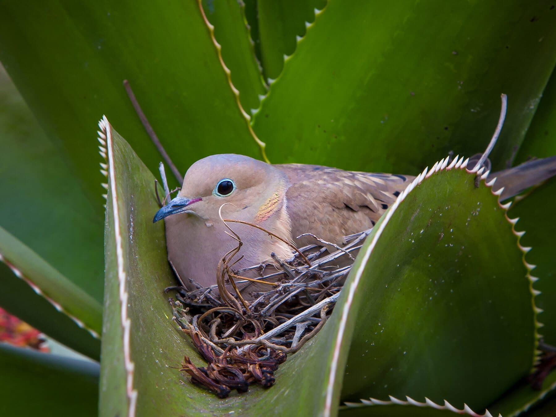 Mourning Dove Nesting (Behavior, Eggs, Location + FAQs) | Birdfact