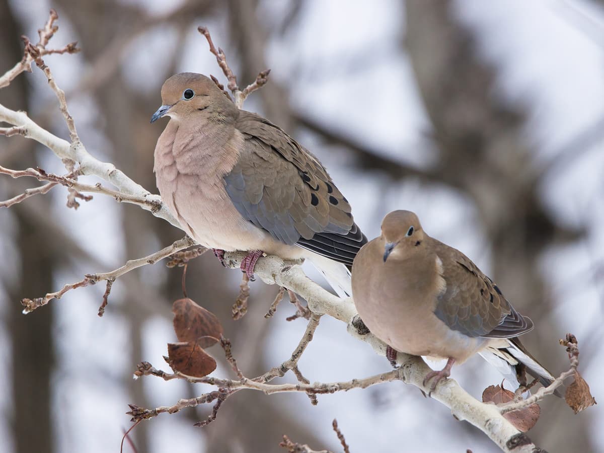 Baby Mourning Doves: All You Need To Know (with Pictures) | Birdfact