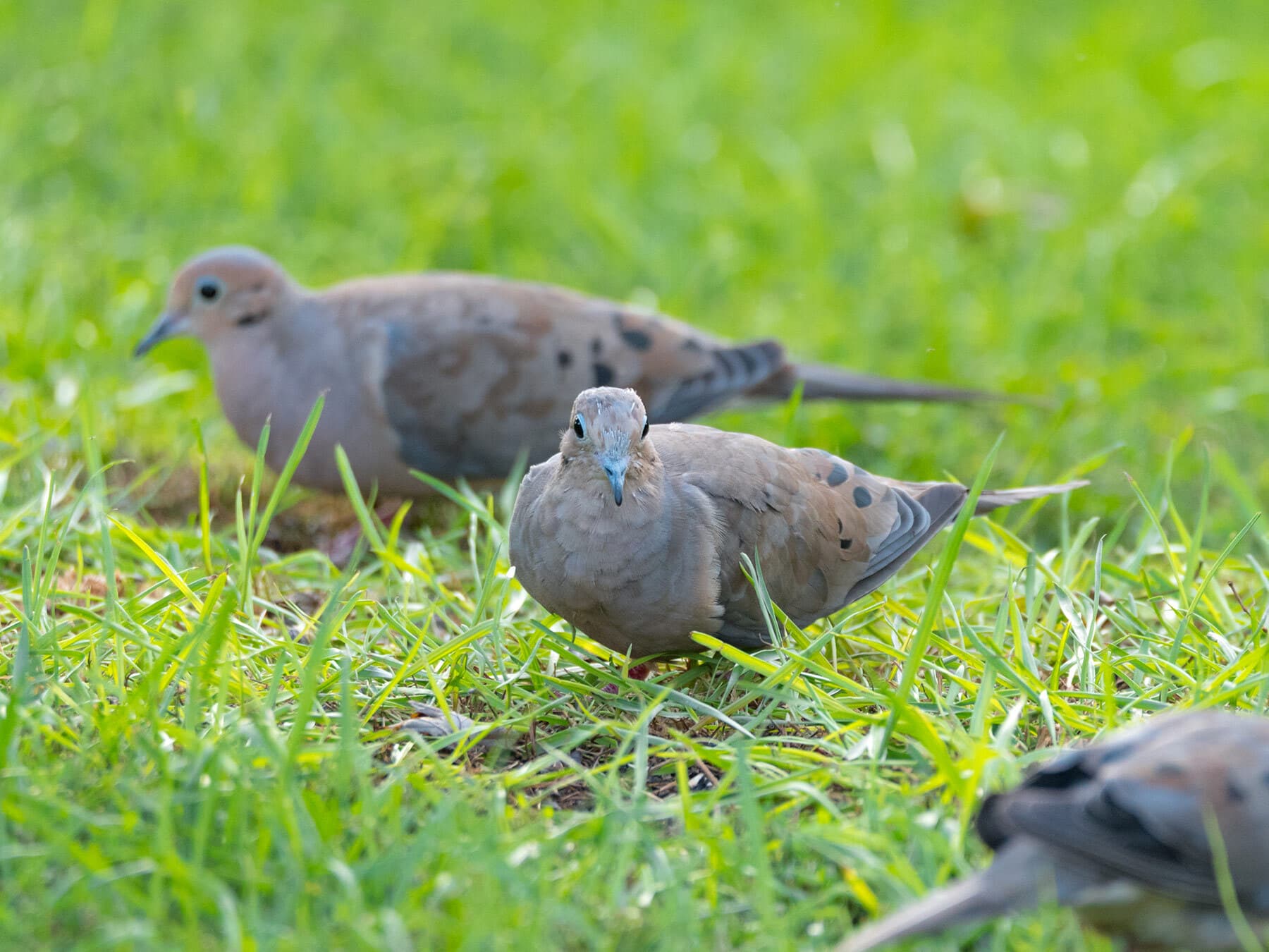 What Do Mourning Doves Eat? (Complete Guide) | Birdfact