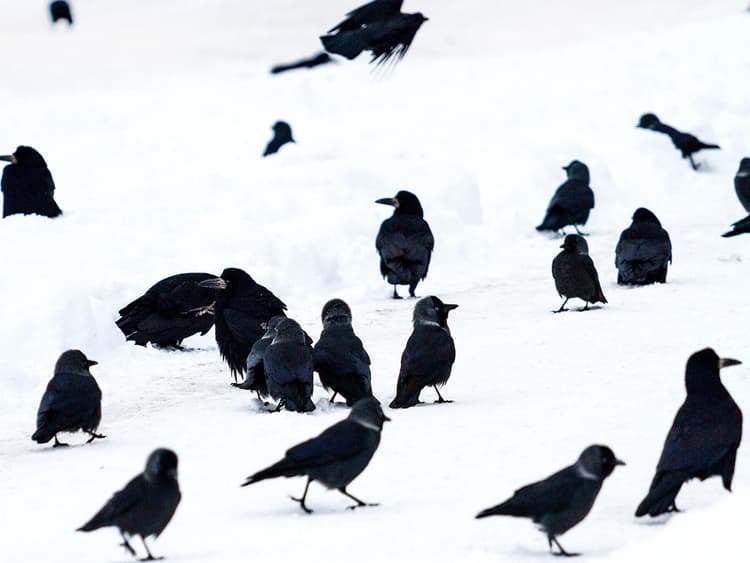 What is a Group of Crows Called? (And Why?) | Birdfact