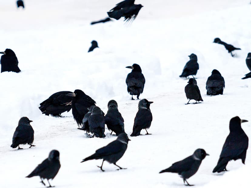 What is a Group of Crows Called? (And Why?) | Birdfact