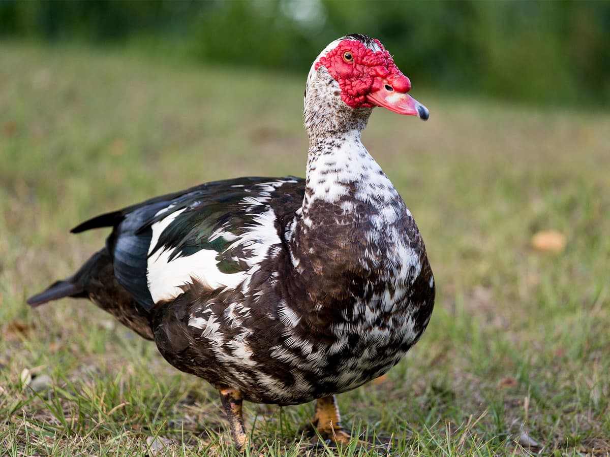 From Quack to Courtship: Understanding How Ducks Mate | Birdfact