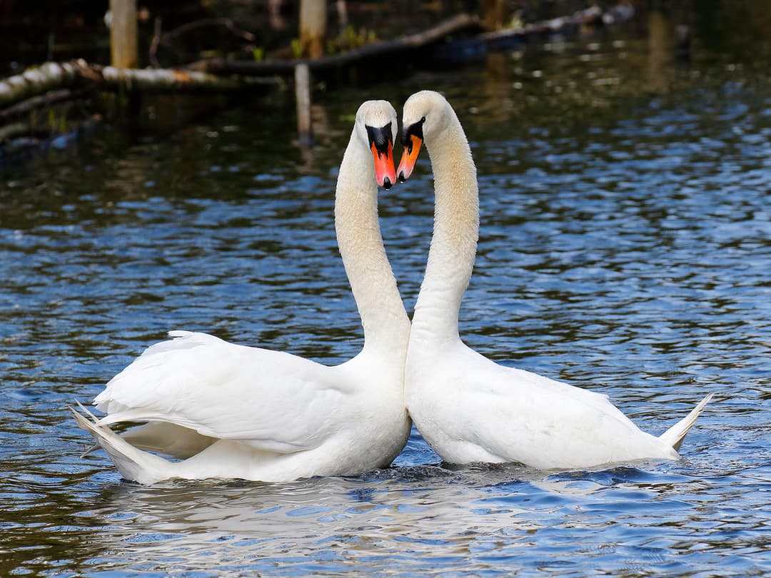 Do Swans Mate For Life? | Birdfact