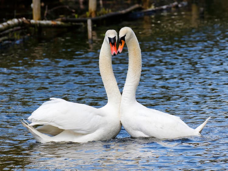 Do Swans Mate For Life? | Birdfact