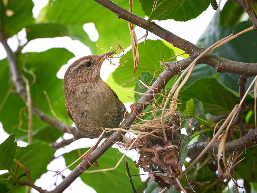 Eurasian Wren | Birdfact