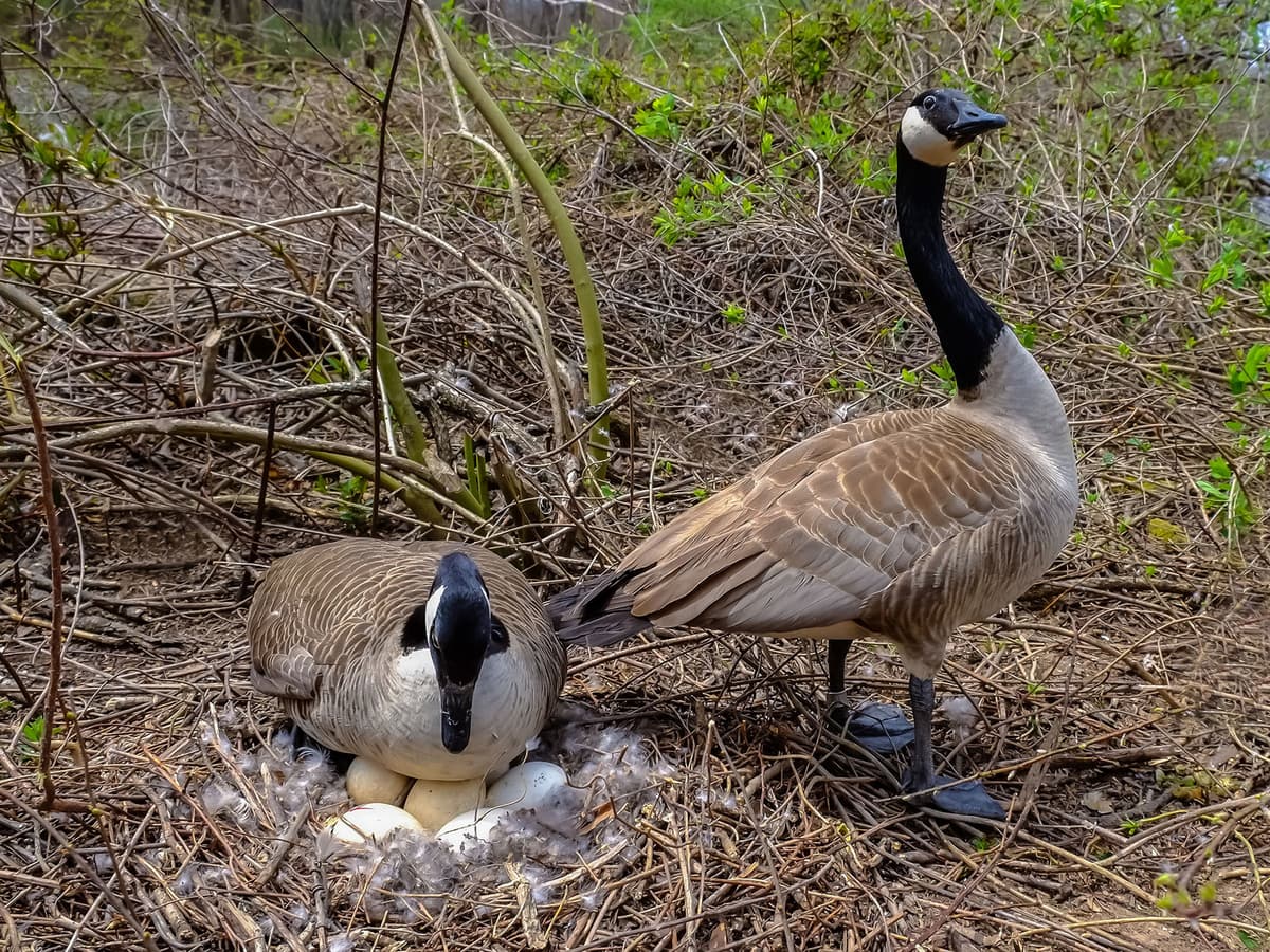 Canada Goose Nesting (Location, Eggs + Behavior) | Birdfact