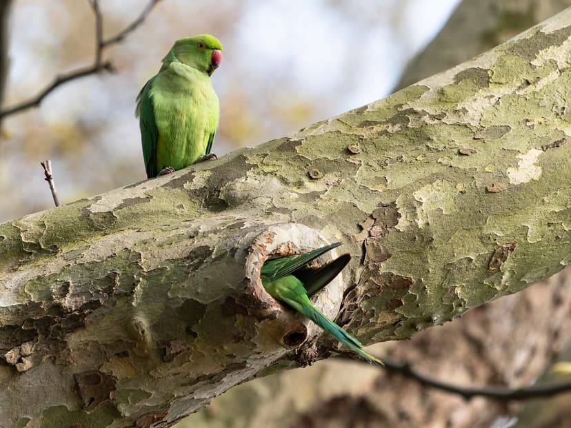 Parakeets Of London: All You Need To Know | Birdfact