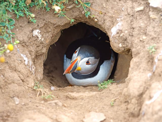 Puffin Nesting (Behavior, Eggs + Location) | Birdfact