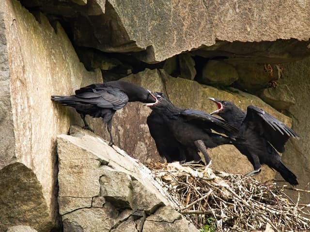Raven Nesting (Behavior, Eggs + Location) | Birdfact