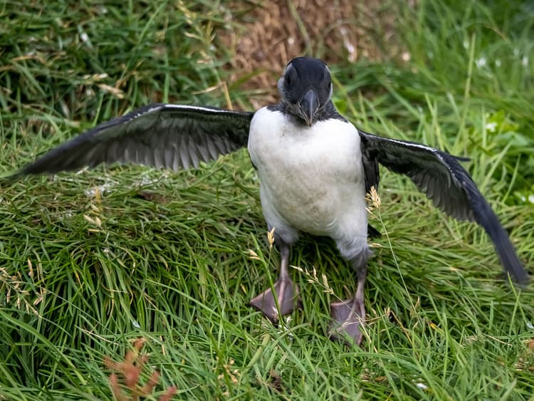 Baby Puffins (Pufflings) (Complete Guide with Pictures) | Birdfact