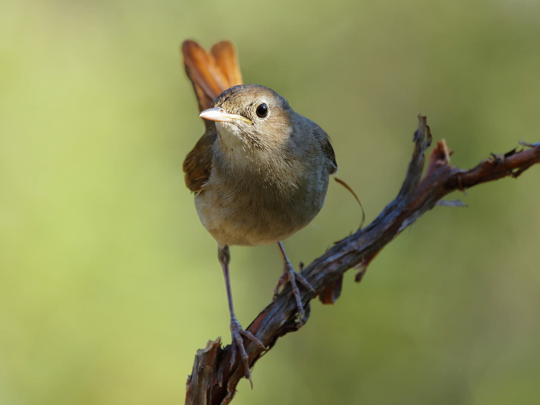 Nightingale | Birdfact