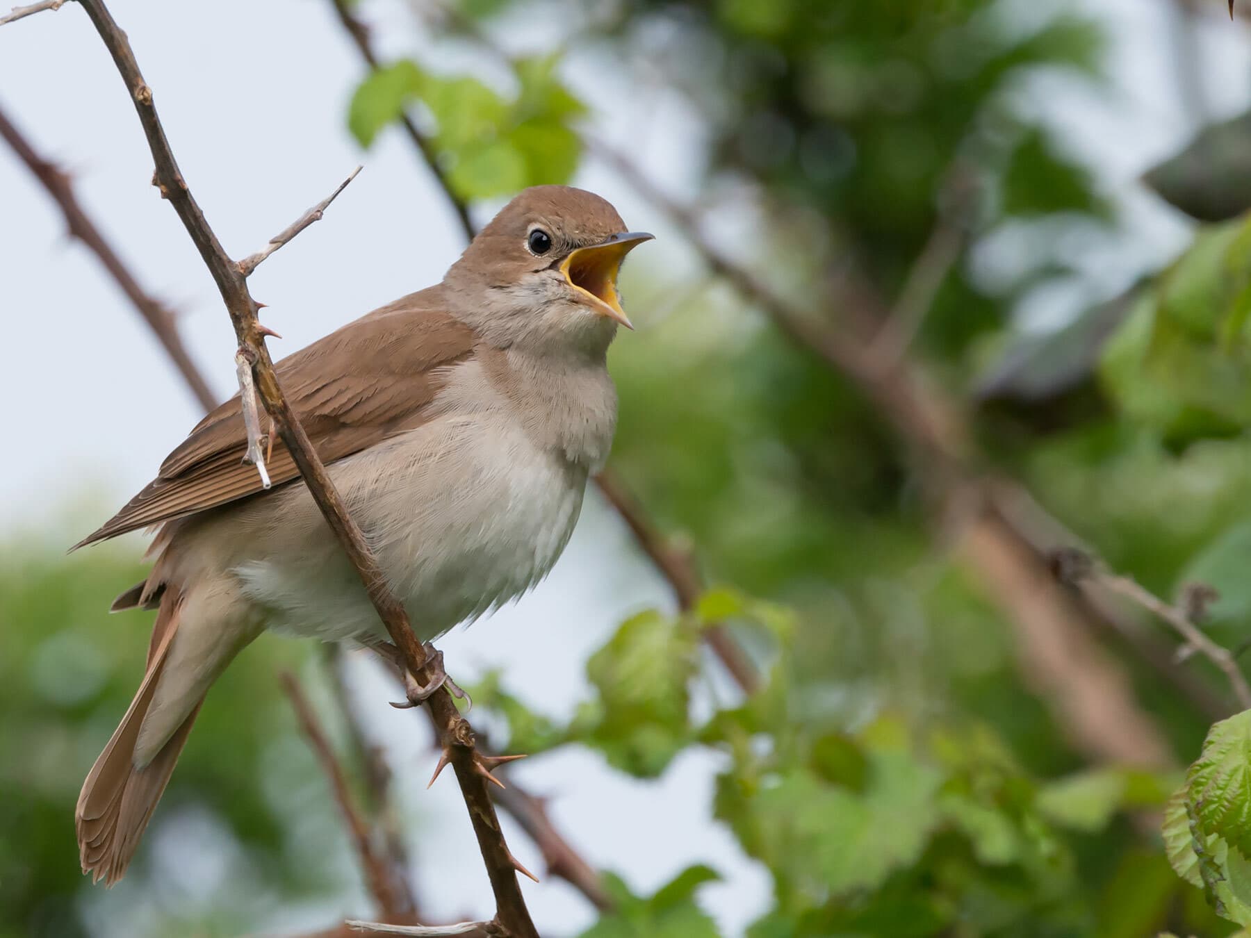 Nightingale | Birdfact