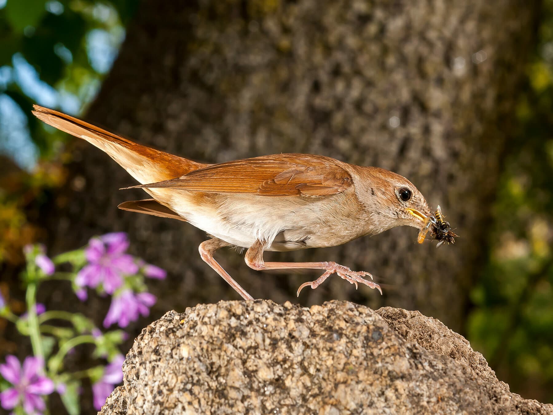 Nightingale | Birdfact