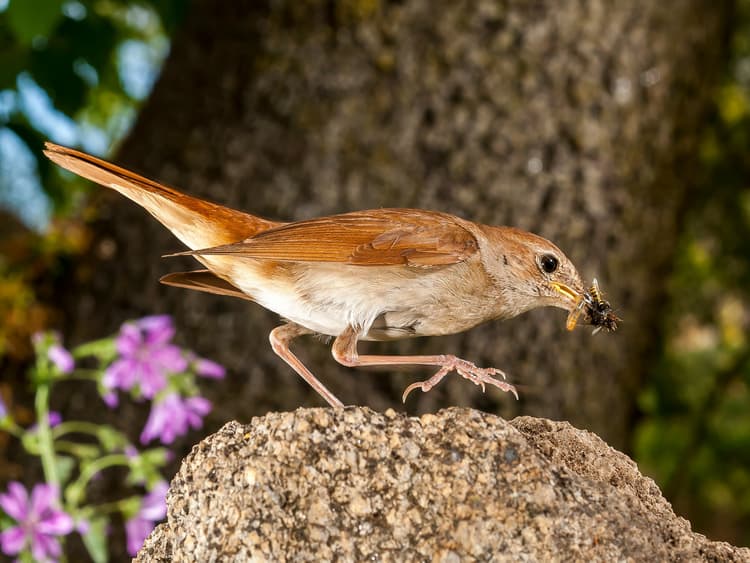 Nightingale | Birdfact