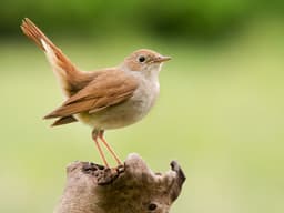 Nightingale | Birdfact