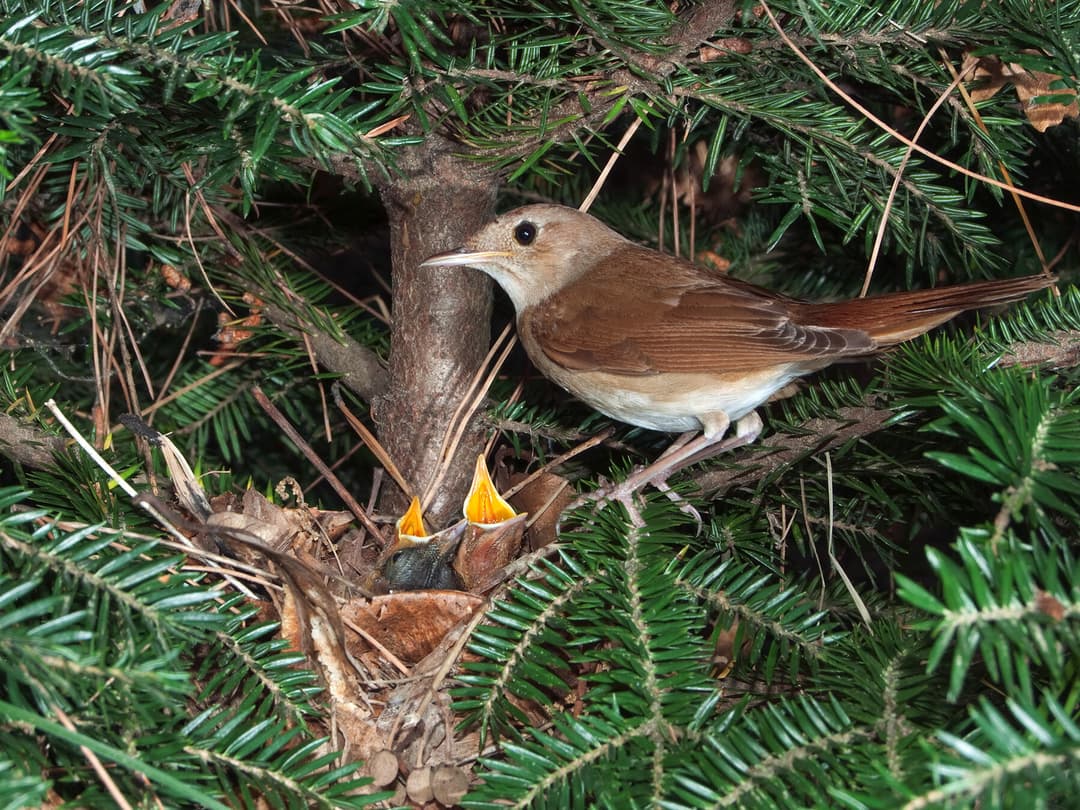 Nightingale | Birdfact