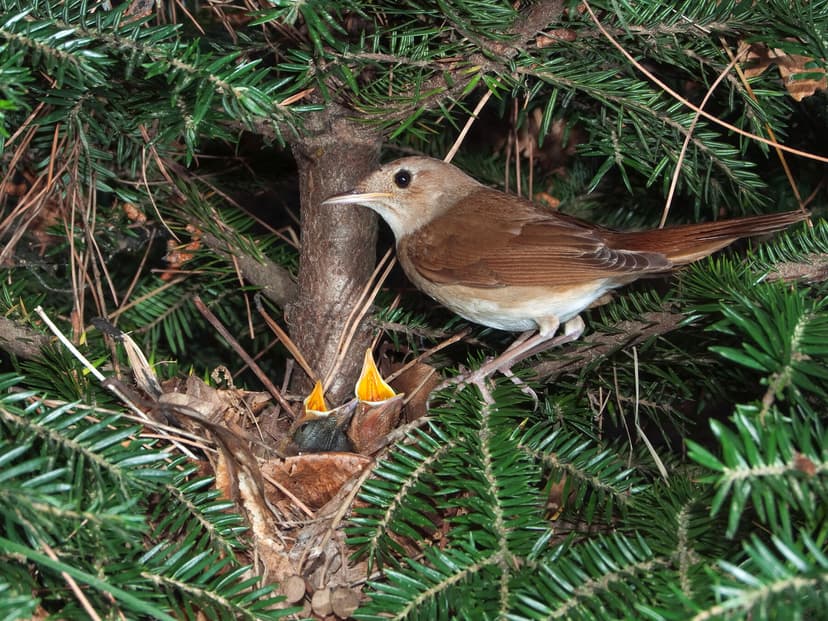 Nightingale | Birdfact