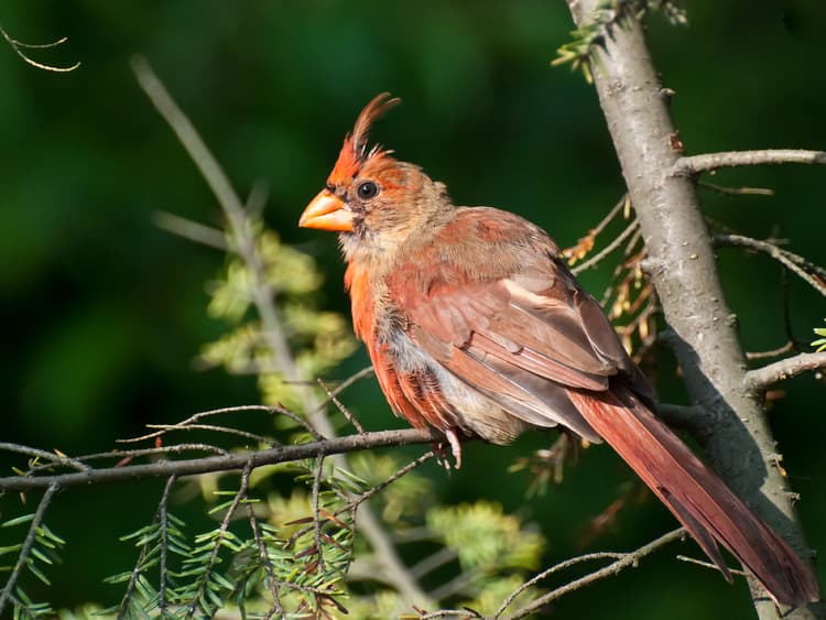 plumage and coloring | Birdfact