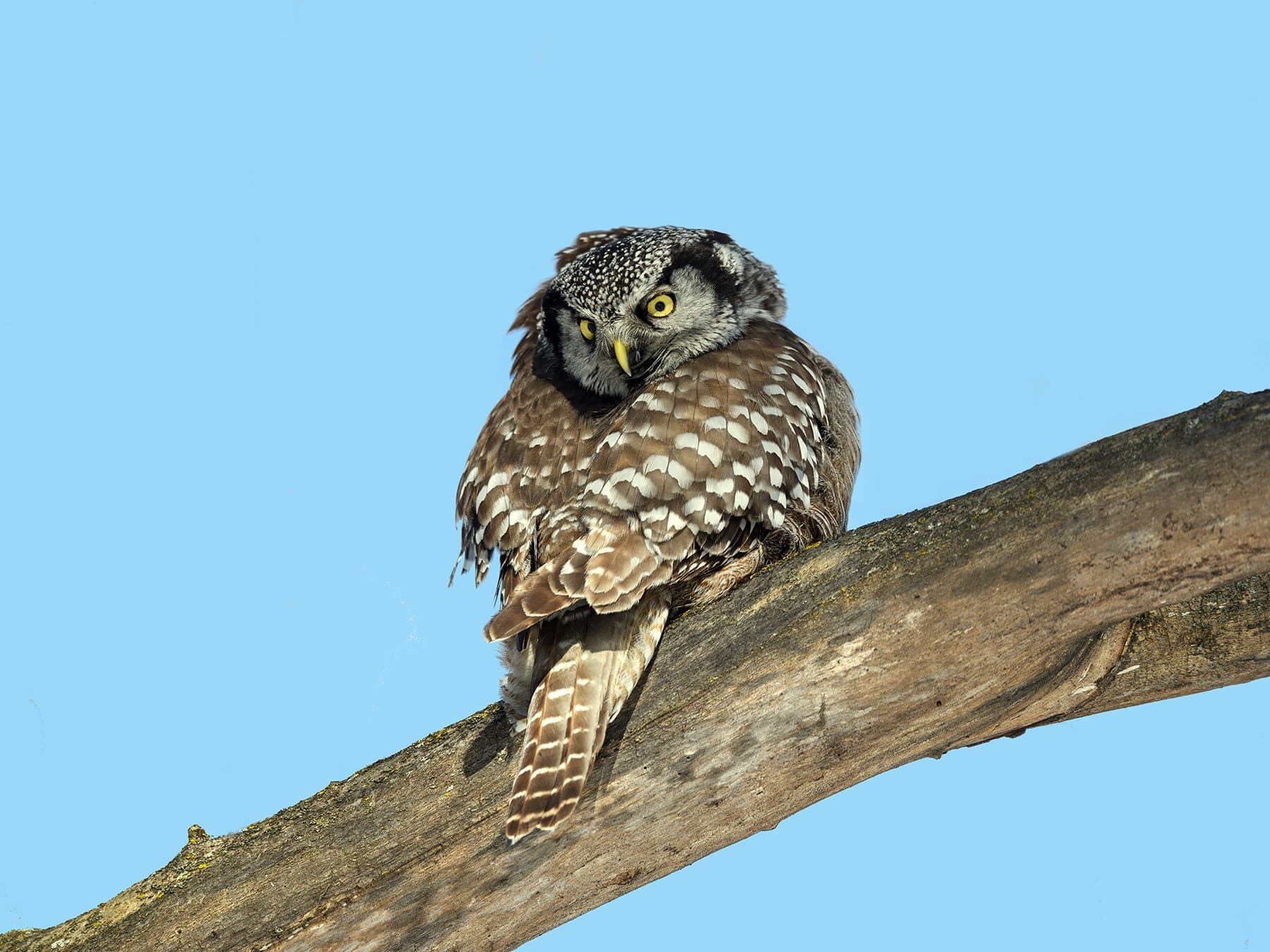 Northern Hawk-owl | Birdfact