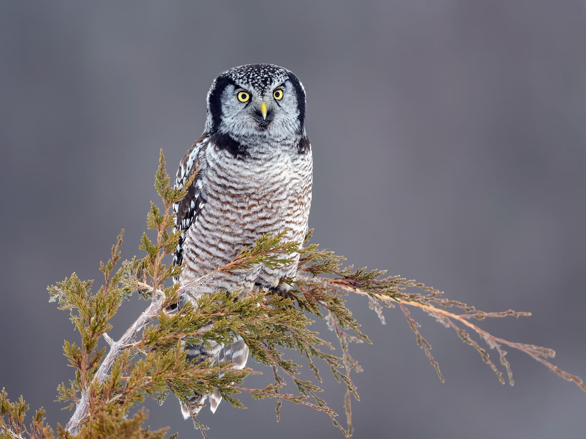 Northern Hawk-owl | Birdfact
