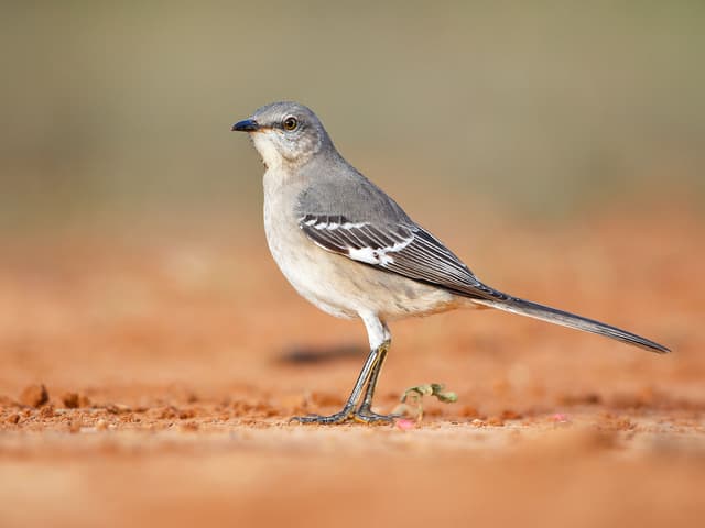 Northern Mockingbird | Birdfact