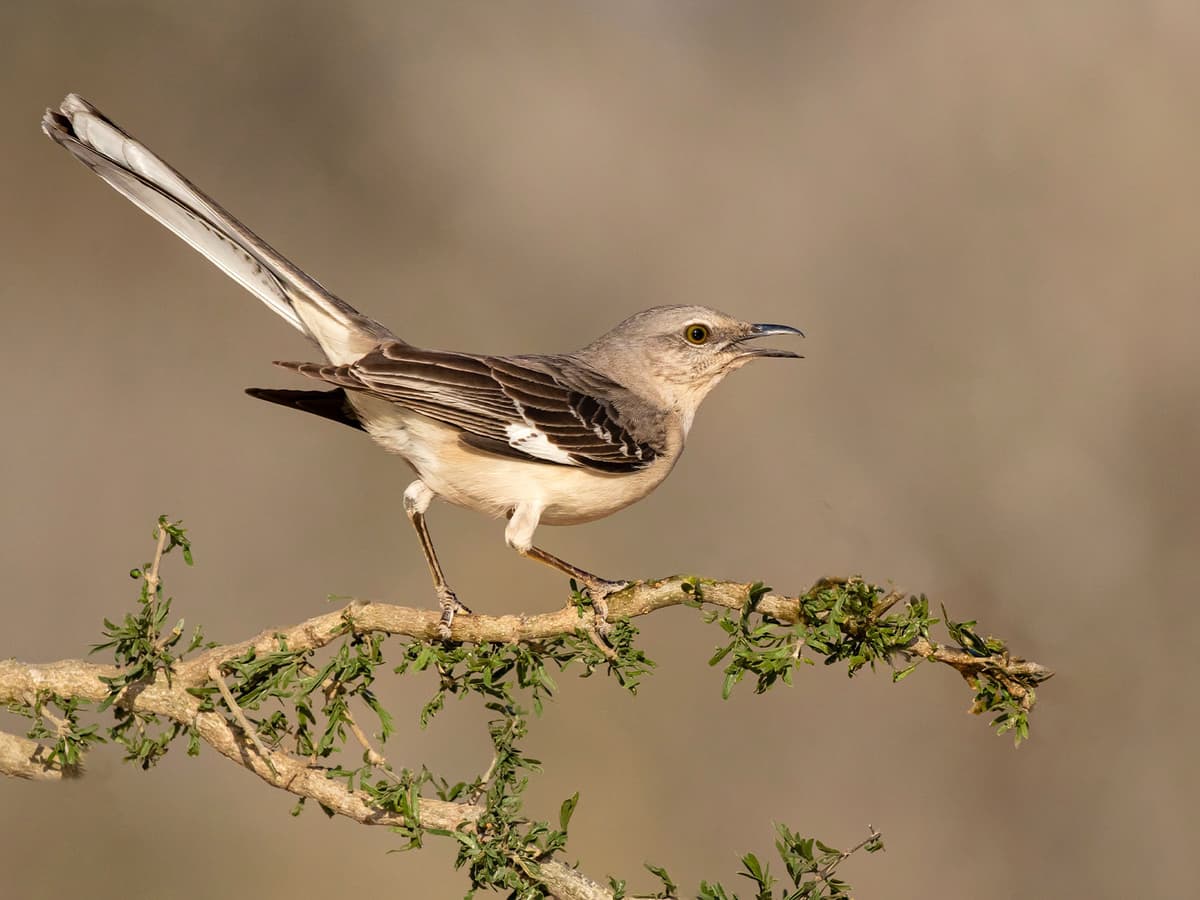 Northern Mockingbird | Birdfact