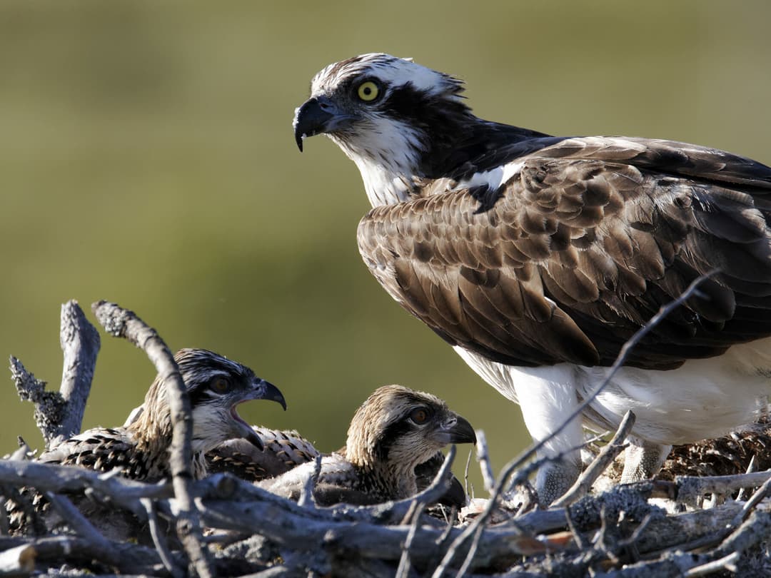Osprey | Birdfact