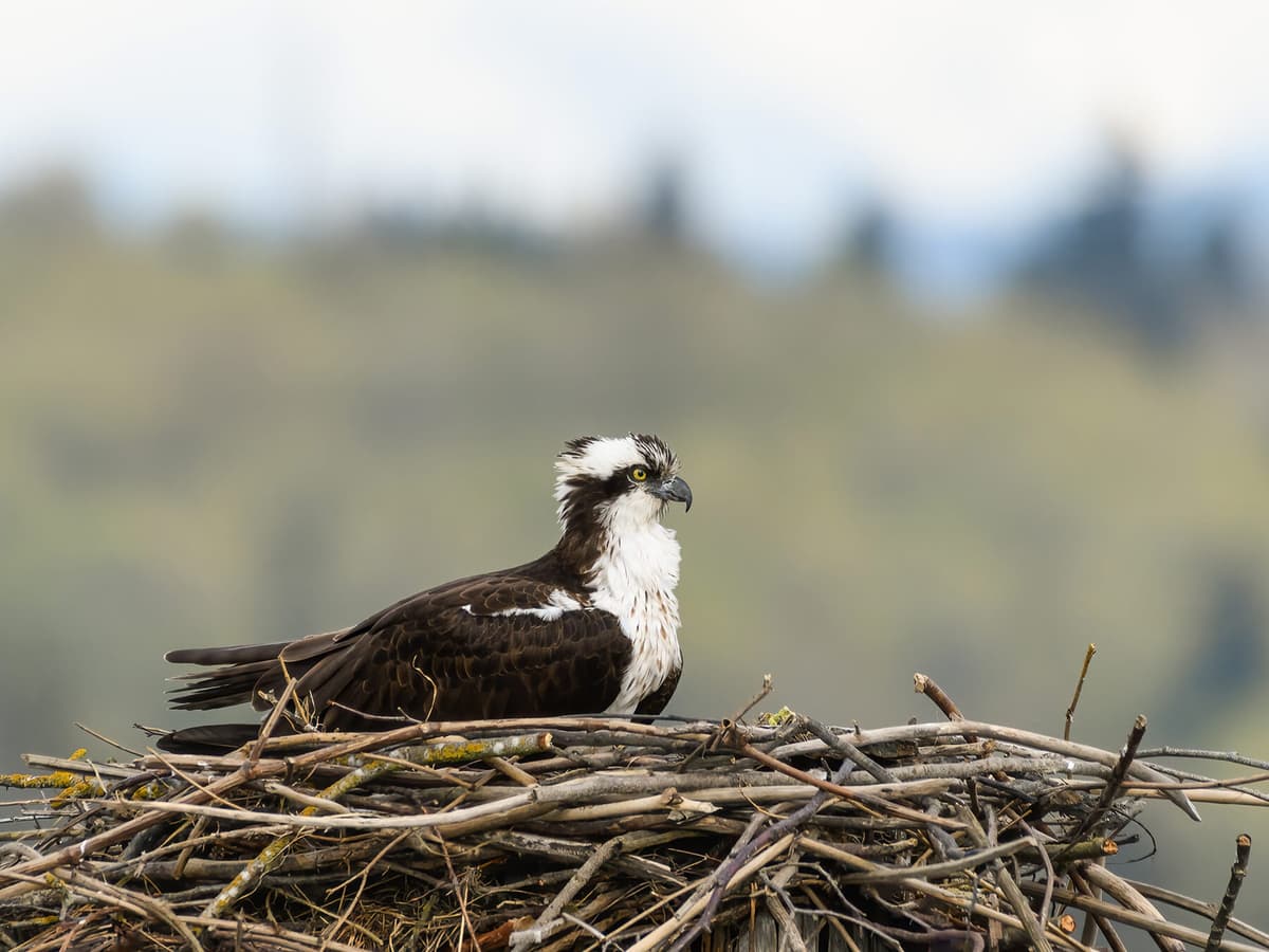 Osprey Nesting (All You Need To Know) | Birdfact