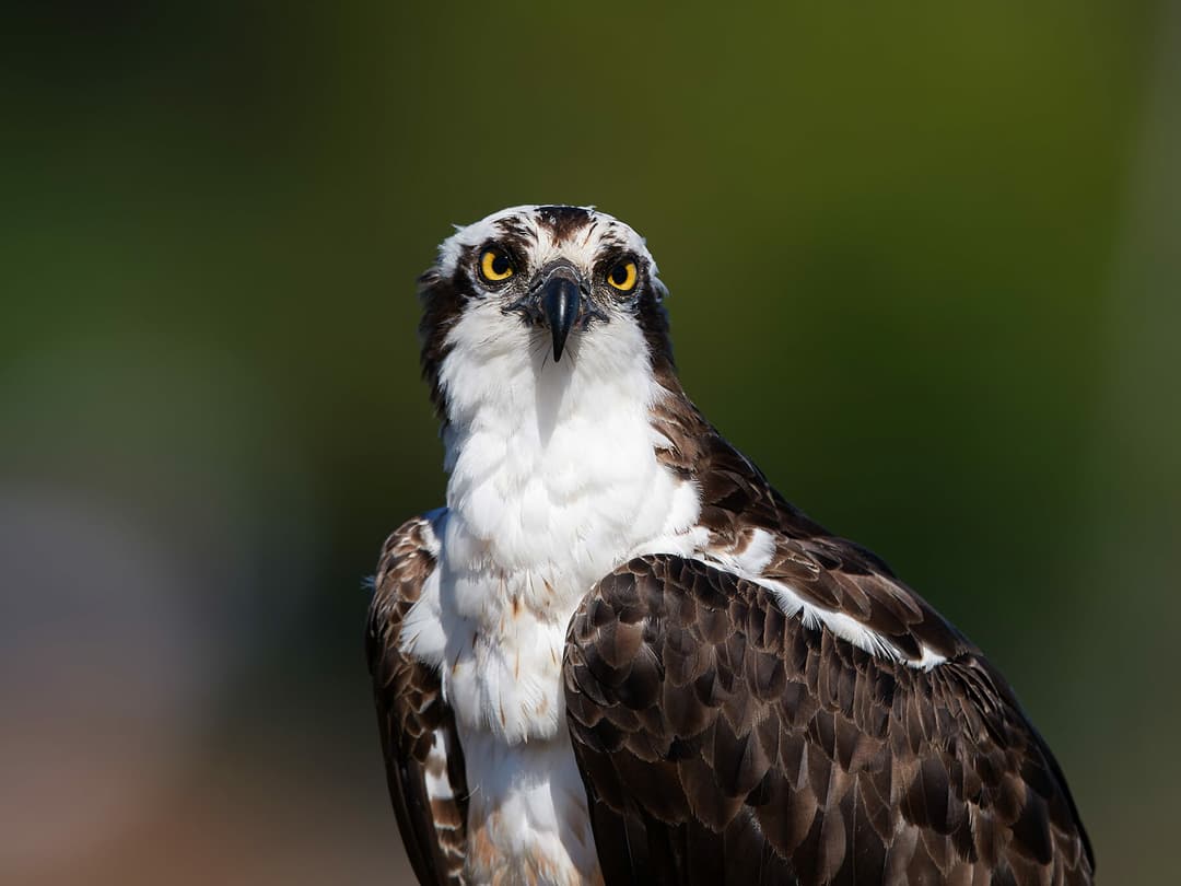 Osprey Nesting (All You Need To Know) | Birdfact