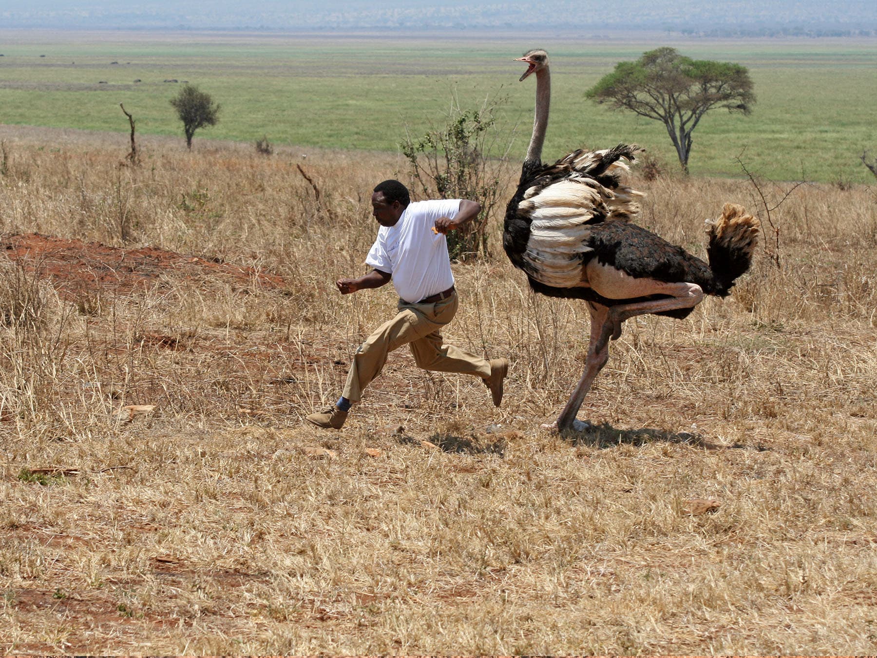 Are Ostriches Dangerous? (Reasons They Attack + How To Avoid) | Birdfact