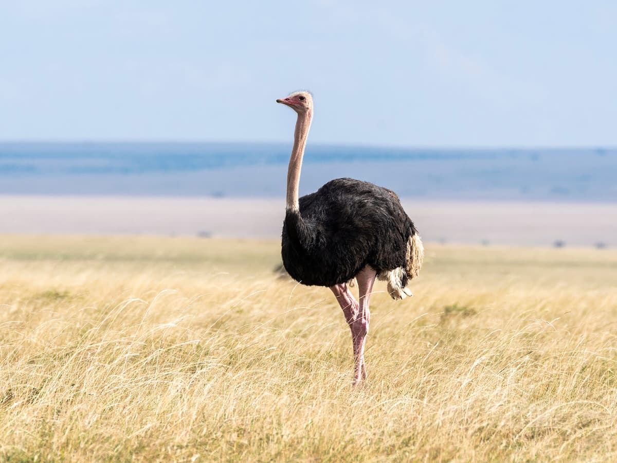 What Do Ostriches Eat? (Full Diet, Feeding, Habits + Behavior) | Birdfact