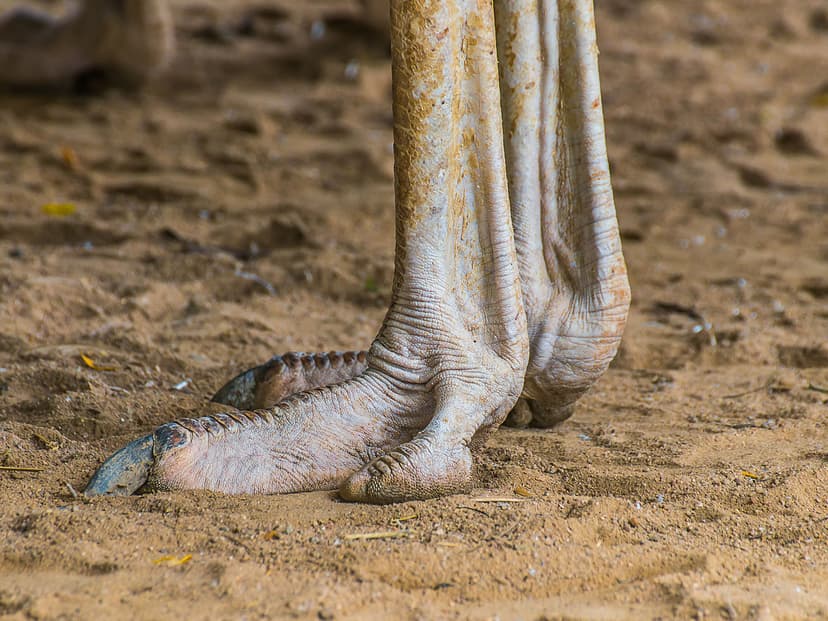 Are Ostriches Dangerous? (Reasons They Attack + How To Avoid) | Birdfact