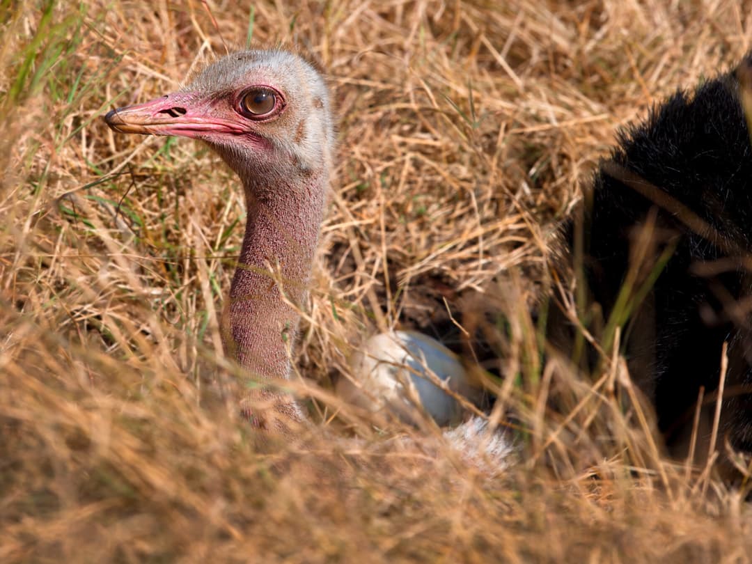 Do Ostriches Bury Their Heads In the Sand? | Birdfact