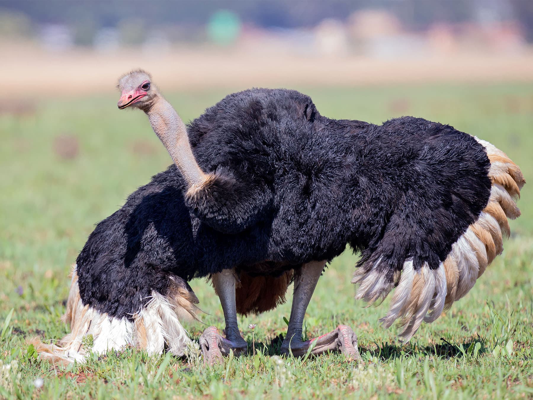 courtship displays | Birdfact