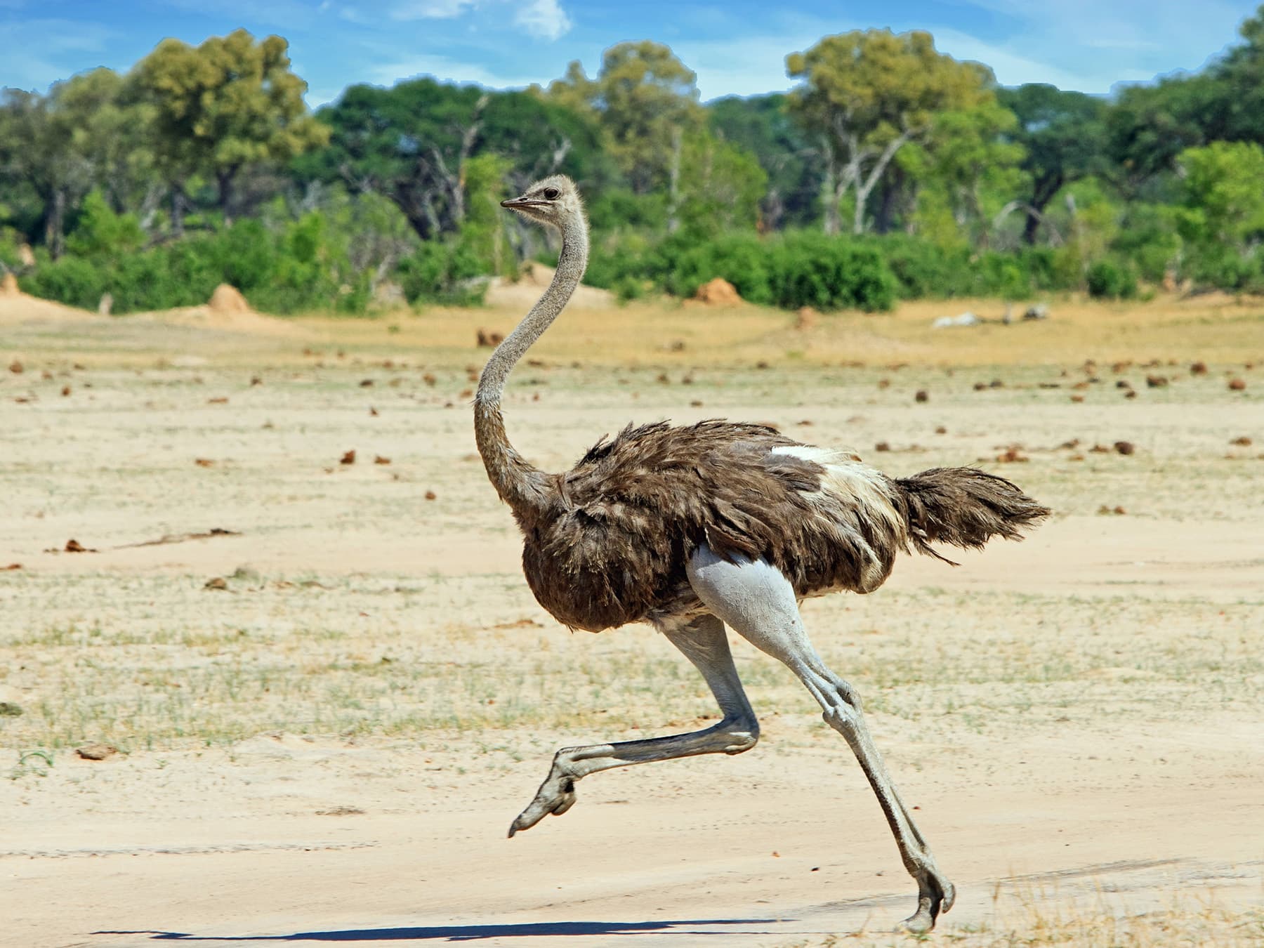 Do Ostriches Bury Their Heads In The Sand Birdfact