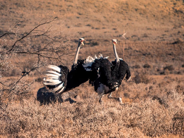 Are Ostriches Dangerous? (Reasons They Attack + How To Avoid) | Birdfact