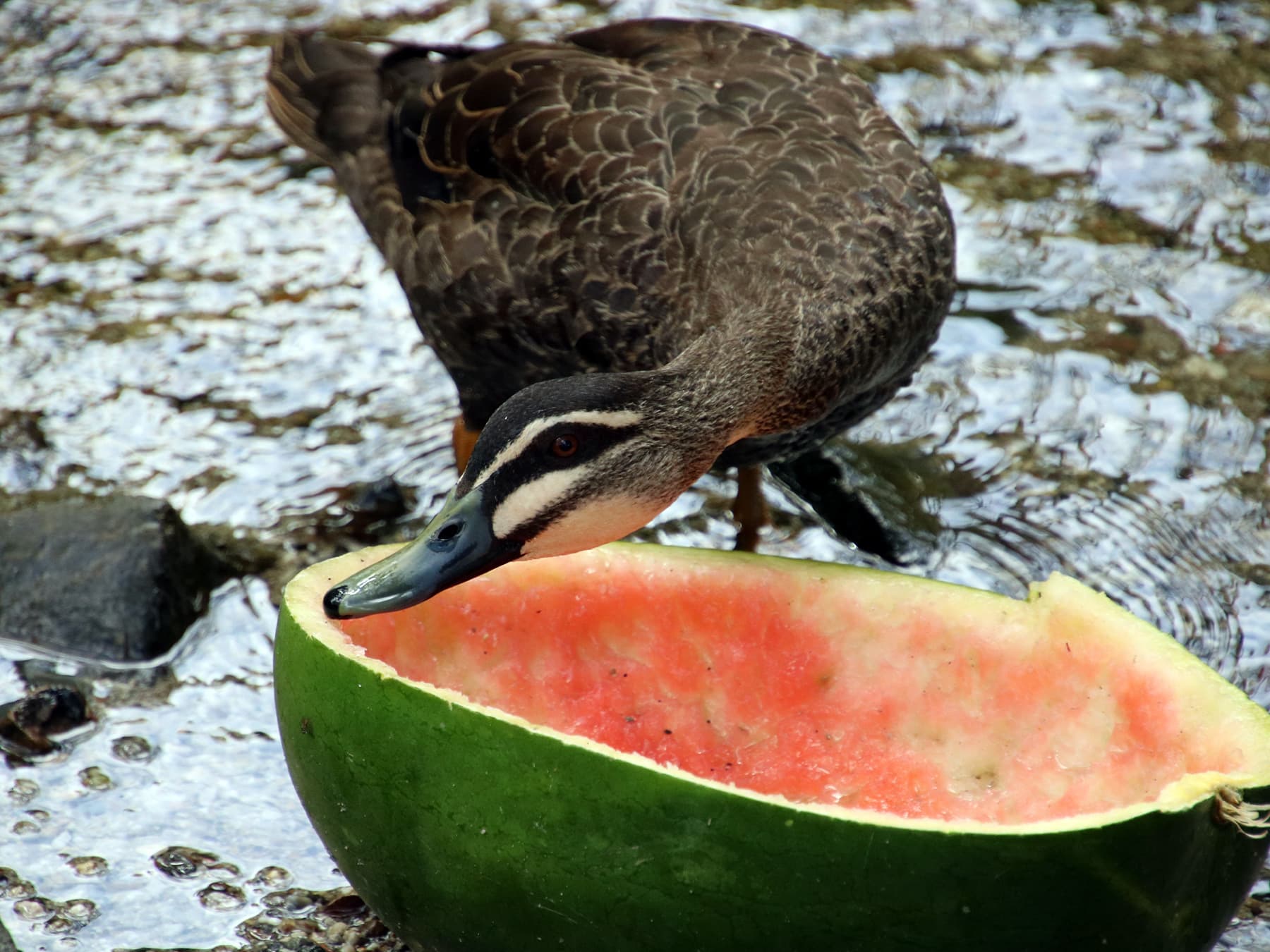 What Do Ducks Eat? (Full Diet, Feeding, Habits + Behavior) | Birdfact