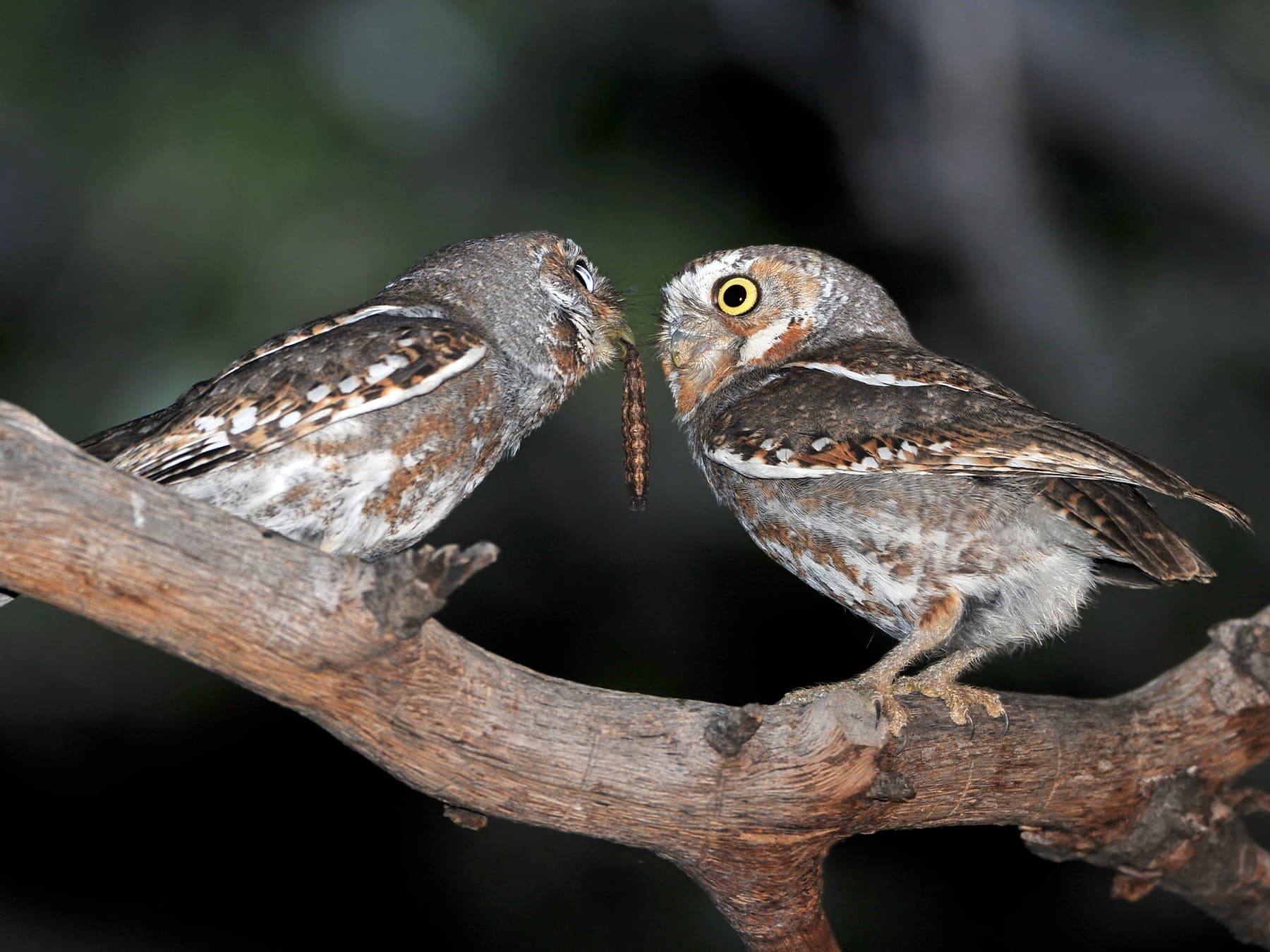 Elf Owl | Birdfact